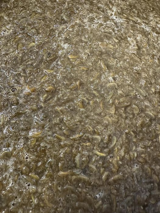 Gammarus? - BadCarps